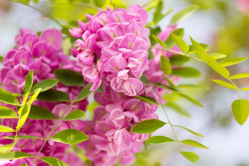 Blühende Akazie stockbild. Bild von betrieb, knospe, blühen - 14231133