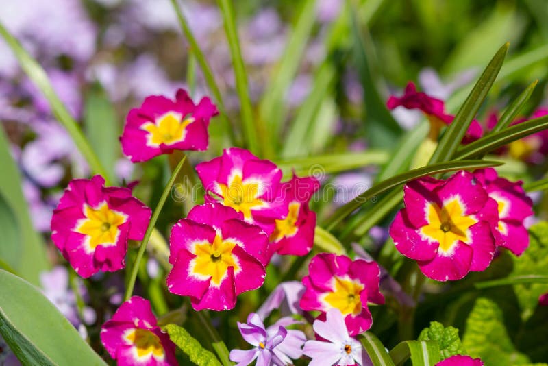Blühende violette Blumen stockbild. Bild von gärtnern - 179852583