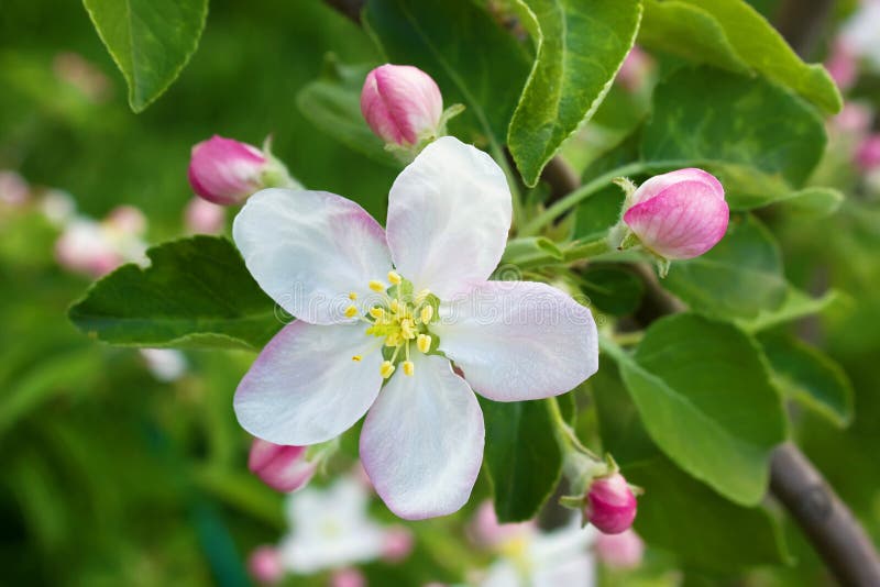 Blühender Apfelbaum stockfoto. Bild von apfel, frühling - 25667902
