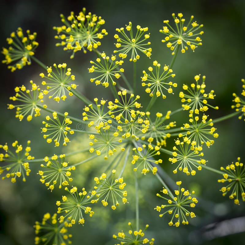 Frischer Dill stockbild. Bild von gewürze, gewürz, nahrung - 23038319
