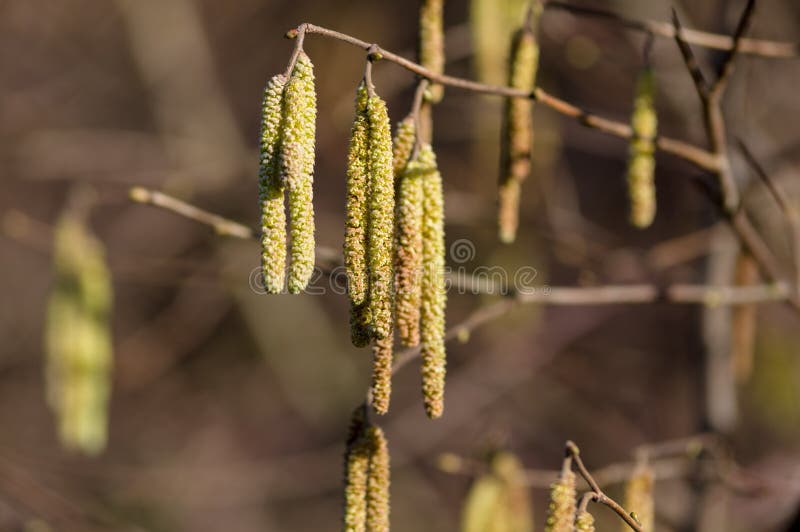 Haselnussbaum, Der Im Fr?hjahr Bl?ht Hintergrund Des Blauen Himmels ...