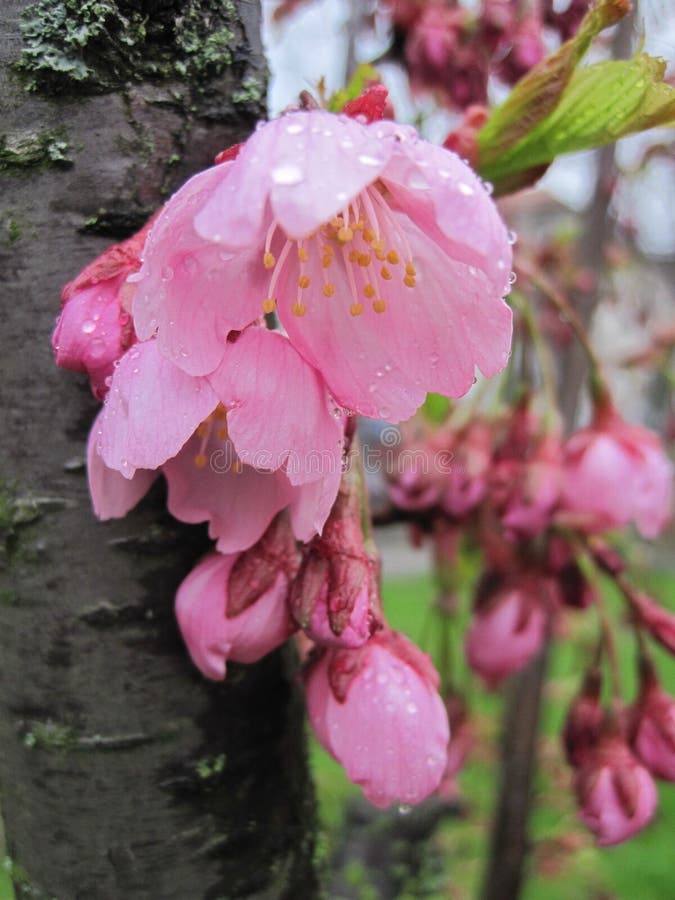 Blühender Japanischer Kirschbaum Stockfoto - Bild von makro, baum: 53419978
