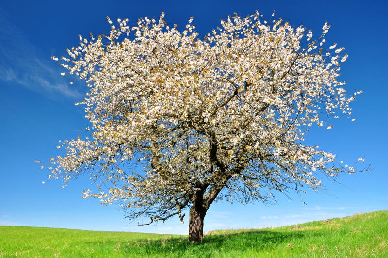 Kleiner Kirschbaum stockfoto. Bild von land, blüte, nebelig - 30044388