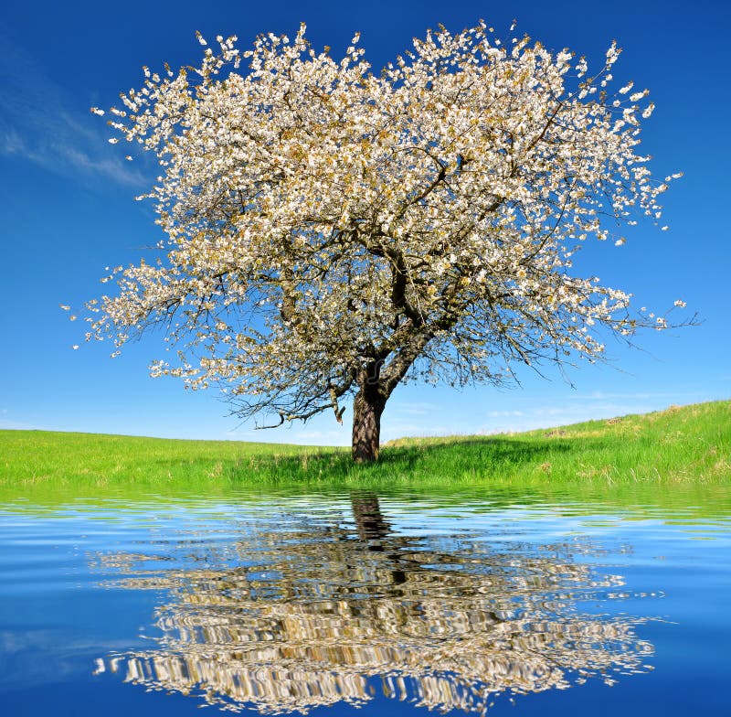 Blühender Kirschbaum stockfoto. Bild von tschechisch - 25753664