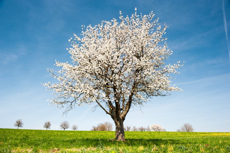 Kleiner Kirschbaum stockfoto. Bild von land, blüte, nebelig - 30044388