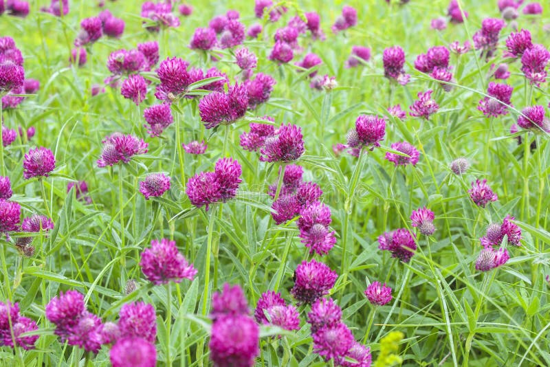 Blühender Klee stockfoto. Bild von klee, wachsen, makro - 29456268
