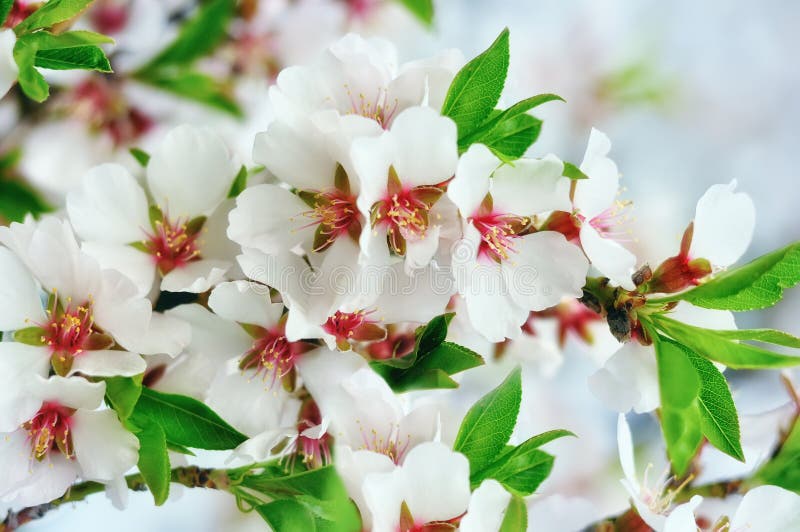 Der Mandelzweig Fotos - Kostenlose und Royalty-Free Stock-Fotos von ...