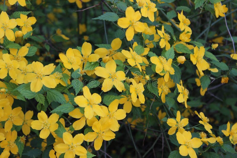 Blühender Strauch Mit Gelben Blumen Stockbild - Bild von schönheit ...