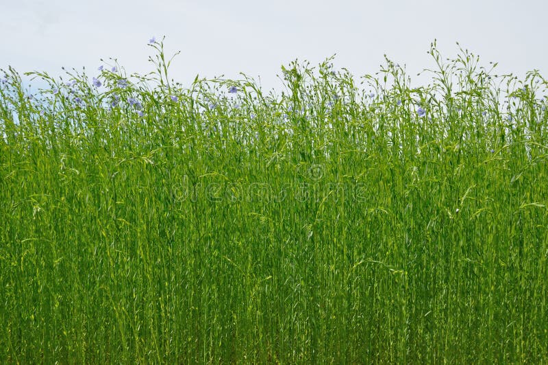 Blühende Flachspflanze stockbild. Bild von flachspflanze - 42550937