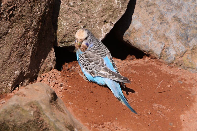 Blå undulat arkivfoto. Bild av plant, aviarik, exotiskt - 22483378