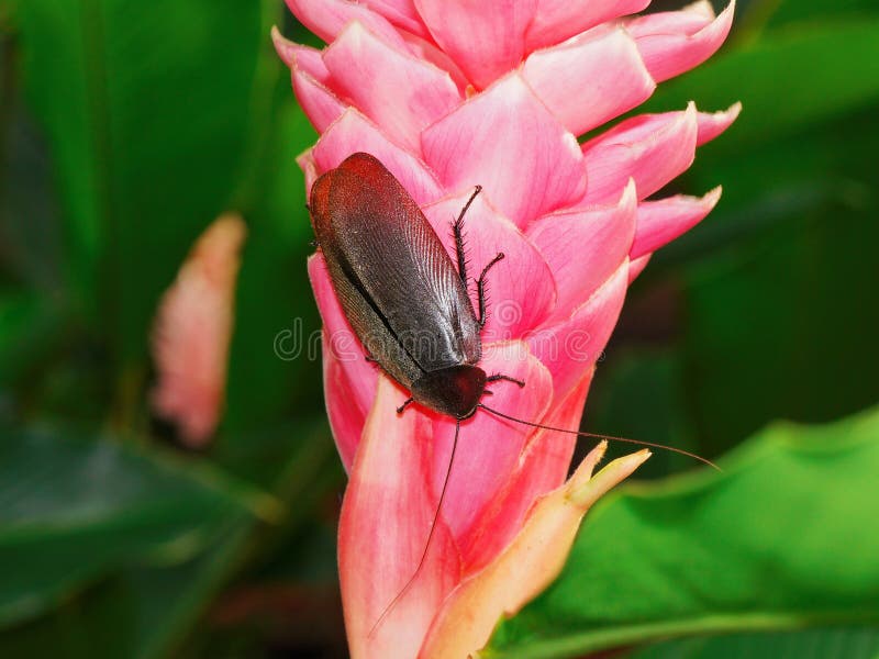 Blaberoides De Un Megaloblatta De La Cucaracha En Una Flor Foto de ...