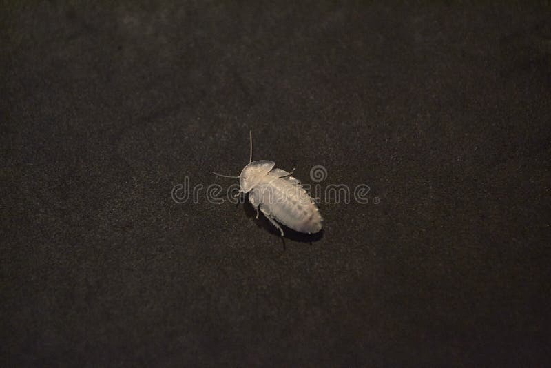 Cockroach Molted Stock Photos - Free & Royalty-Free Stock Photos from ...