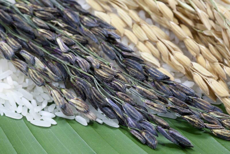 Blacck and White Rice Seeds Stock Image - Image of brown, asia: 25112651
