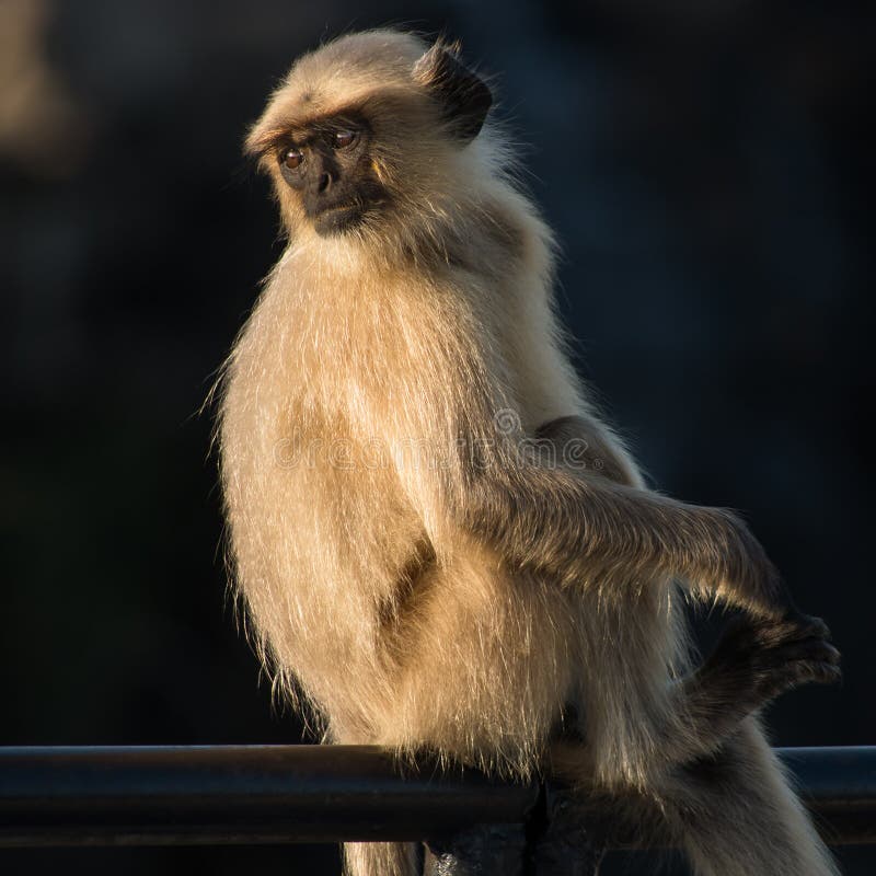 Blace a fait face au singe image stock. Image of asie - 30094201