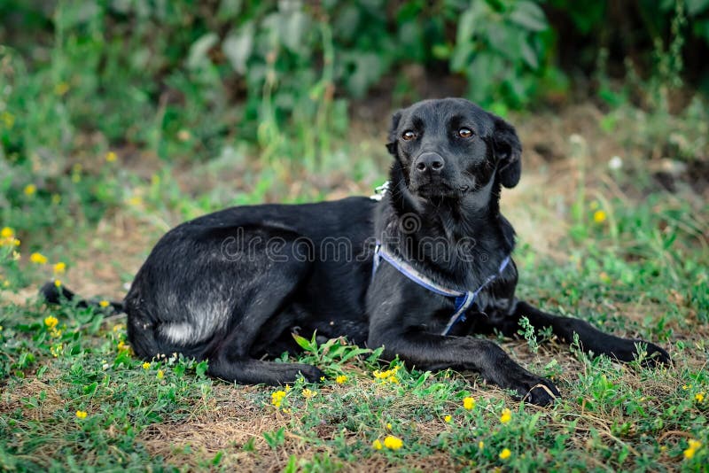 Black adult dog stock photo. Image of doggy, serious - 148341004