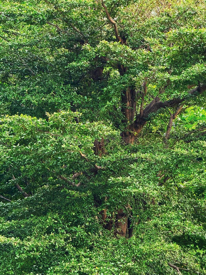 Black Afara or Terminalia Ivorensis Chev in the Garden Stock Photo ...