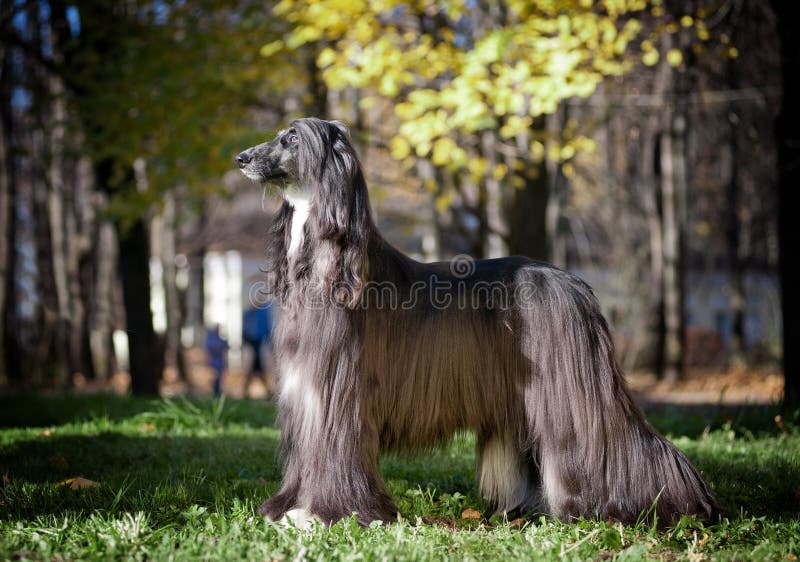 Afghan hound-3 stock photo. Image of racing, hound, long - 2092056