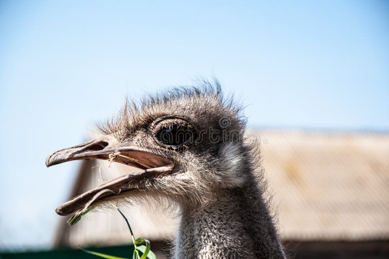 Black African ostrich stock image. Image of flightless - 69752997