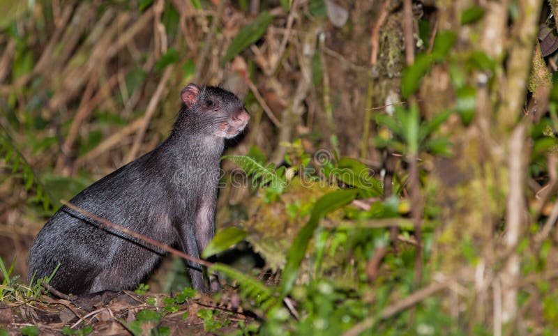 Black Agouti stock photo. Image of color, locations, nature - 25836786