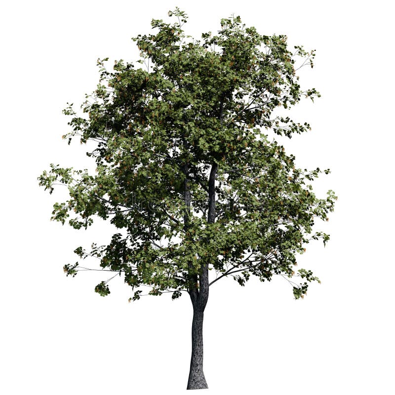 Black Alder Tree Front View Isolated on White Background Stock Photo ...