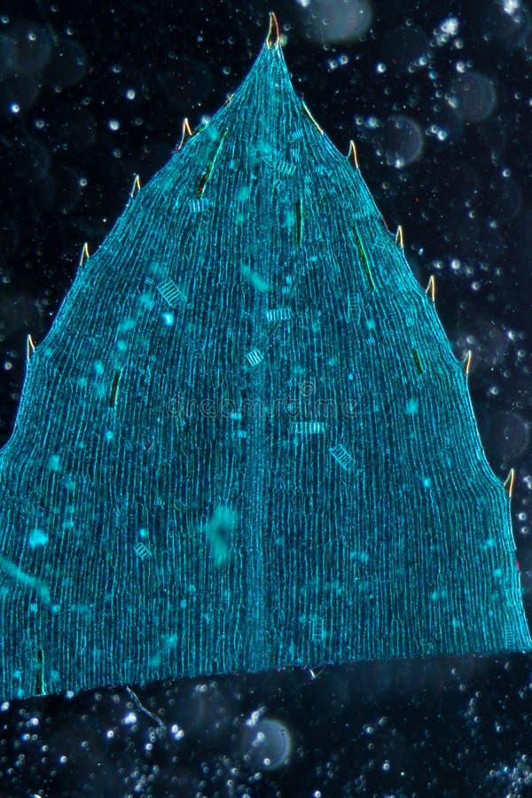 Black alga leaf micro stock image. Image of leaf, cell - 25713719