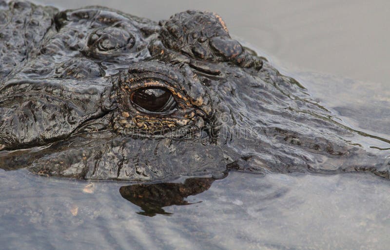 Alligator Eye Stock Images - Download 6,209 Royalty Free Photos