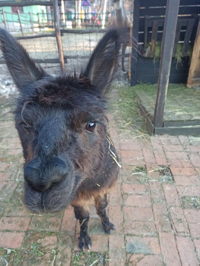 Black Alpaca Head in Close Up Stock Photo - Image of animal, primate ...