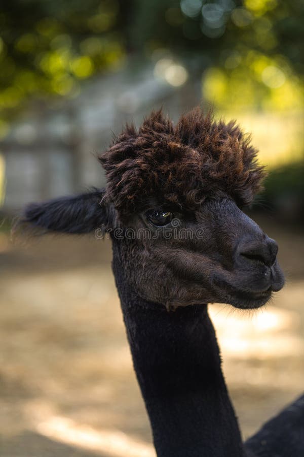 Black Alpaca Head Portrait, Animal with Fluffy Friendly Face Stock ...