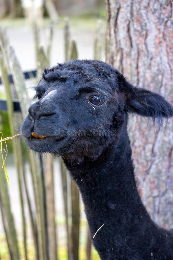 Black Alpaca Looking at the Camera with a Piece of Bread in Its Mouth ...