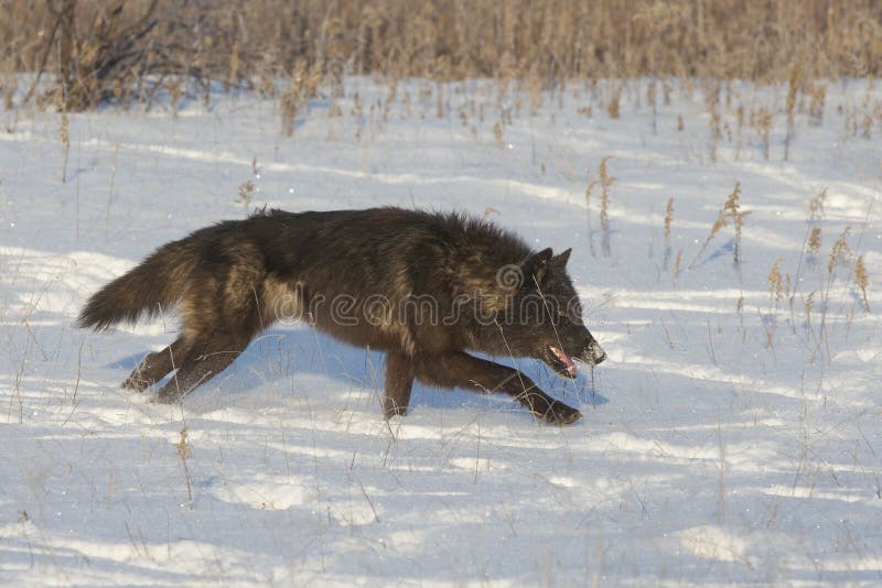 Big alpha timber wolf stock image. Image of crushing - 84198161