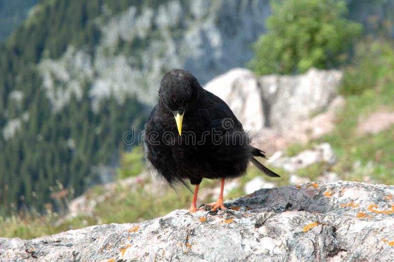 Alpine Bird Mountain Alps Dramatic Ski Stock Image - Image of cliff ...