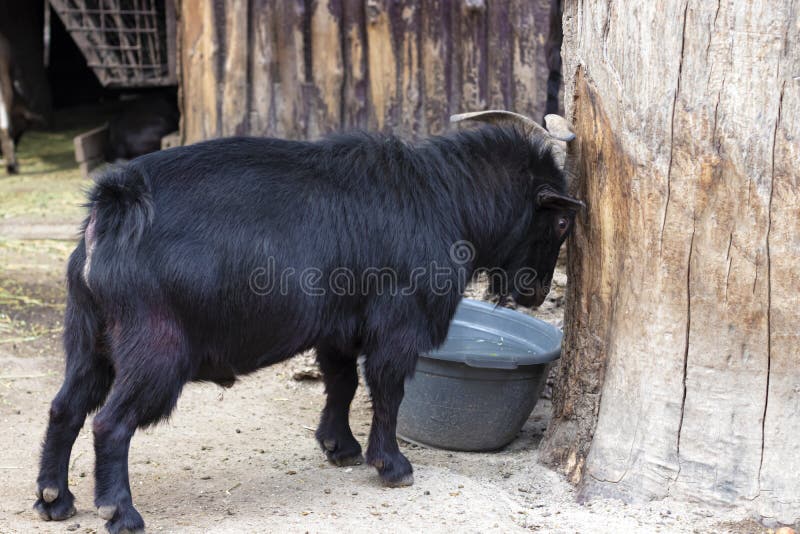 Black Alpine Goat Beating Its Horns Against a Tree. Stock Image - Image ...