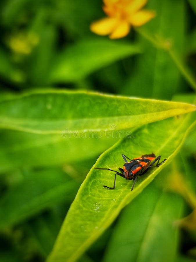 Black Amd Red Bug On Milkweed Stock Image - Image of arthropod, beetle ...
