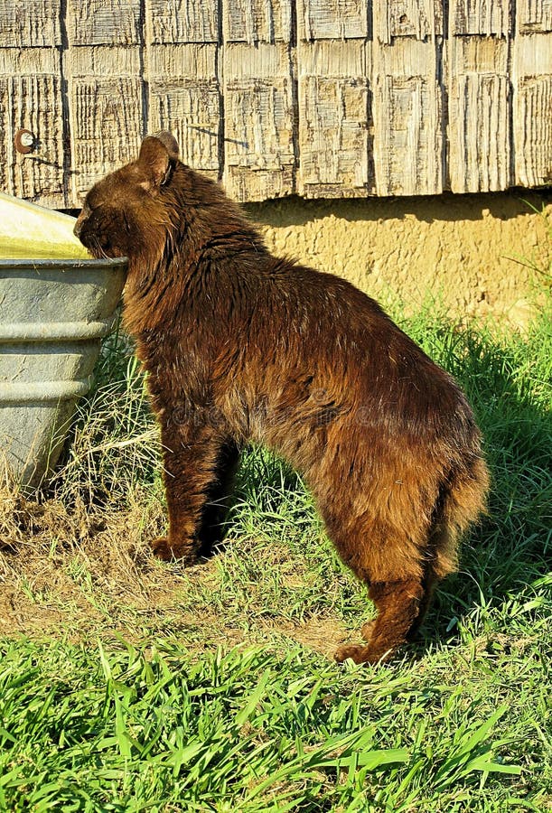 Black American Bobtail Manx Cat Stock Image - Image of manx, black ...