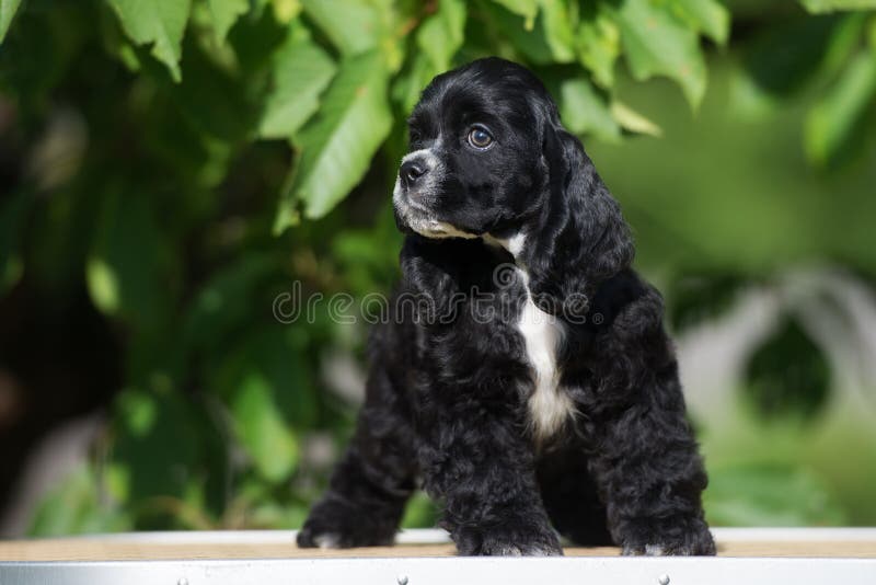 Black American Cocker Spaniel Puppy Stock Image - Image of puppy ...