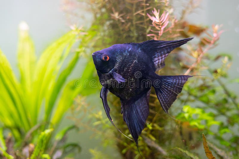 Black Angelfish in the Aquarium Stock Image - Image of blue, water ...