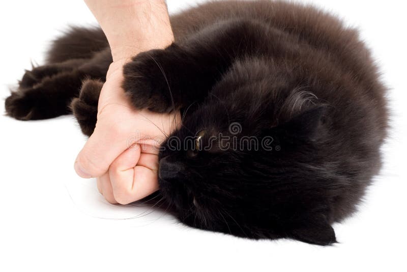 Black Angry Cat Biting Man S Hand Stock Image - Image of human, play ...