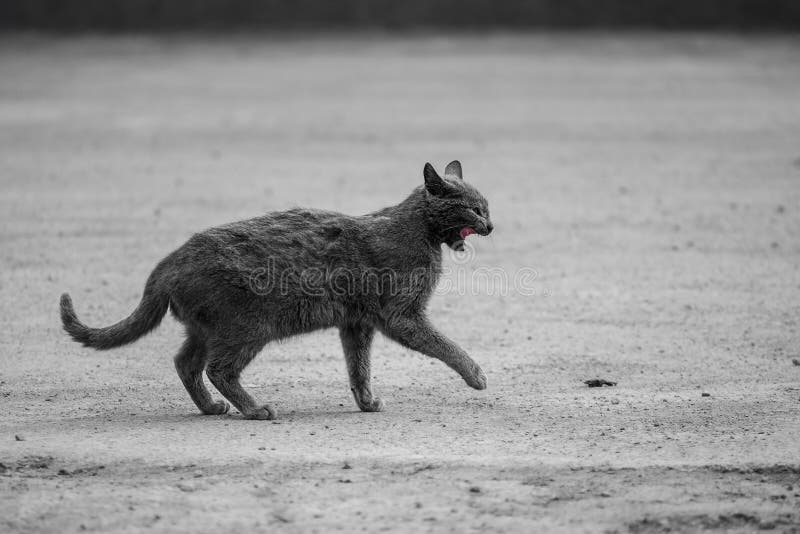 Black angry cat stock photo. Image of frightened, nature - 91246654
