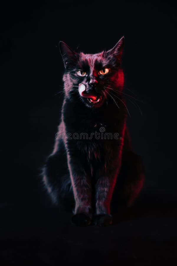 Black Angry Cat Illuminated with Red Lights in the Dark Studio Setting ...