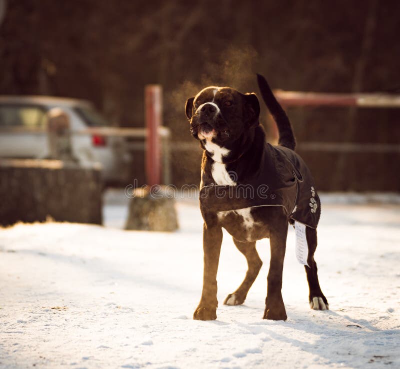 Black Angry Threatening Amstaff Dog Stock Photo - Image of black ...