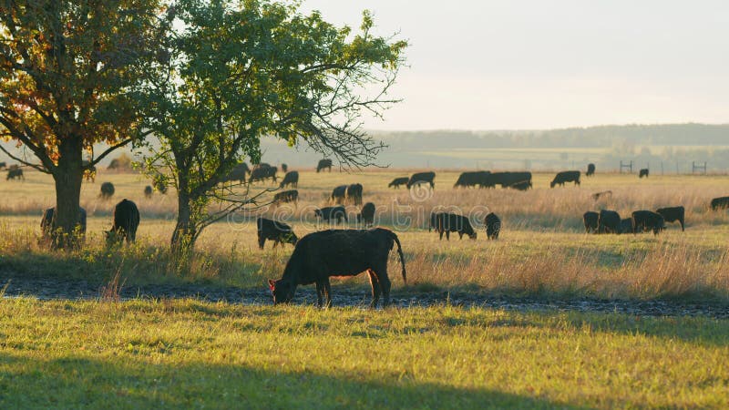 Black Angus Beef Cow. Cows in Field at Sunset. Small Tiny Calf Grazing ...