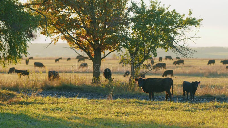 Black Angus Beef Cow. Cows in Field at Sunset. Small Tiny Calf Grazing ...