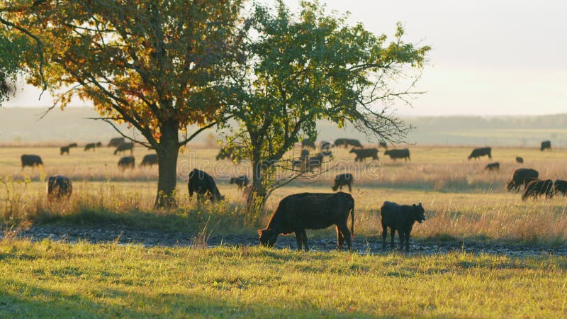 Black Angus Beef Cow. Cows in Field at Sunset. Small Tiny Calf Grazing ...
