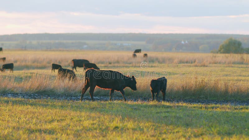 Black Angus Beef Cow. Cows in Field at Sunset. Small Tiny Calf Grazing ...