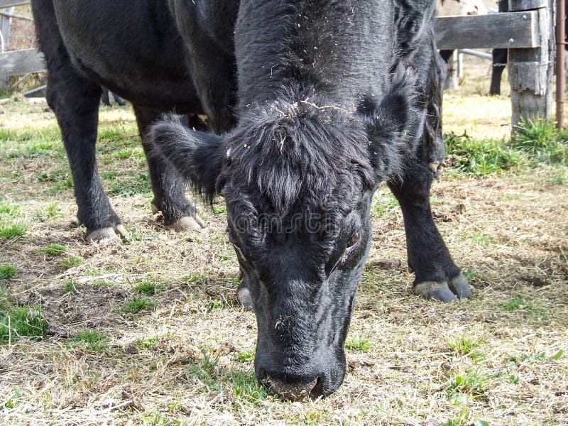 Black Angus Bull Eating Grass Stock Photo - Image of beef, feed: 77244424