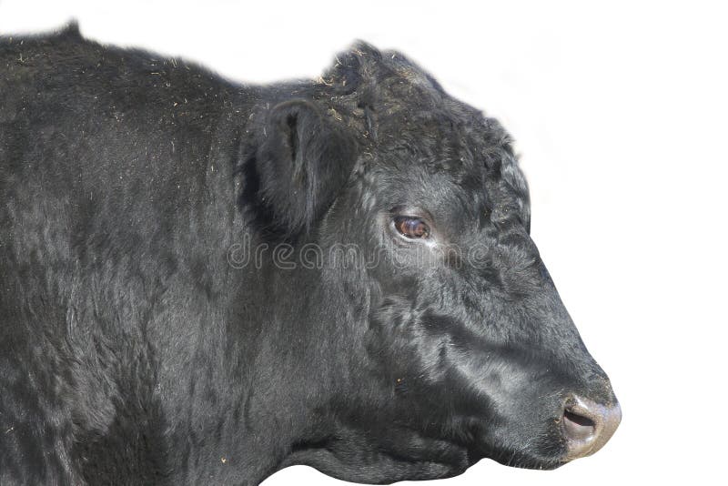 Black Angus Bull Face Isolated with Path Stock Photo - Image of close ...