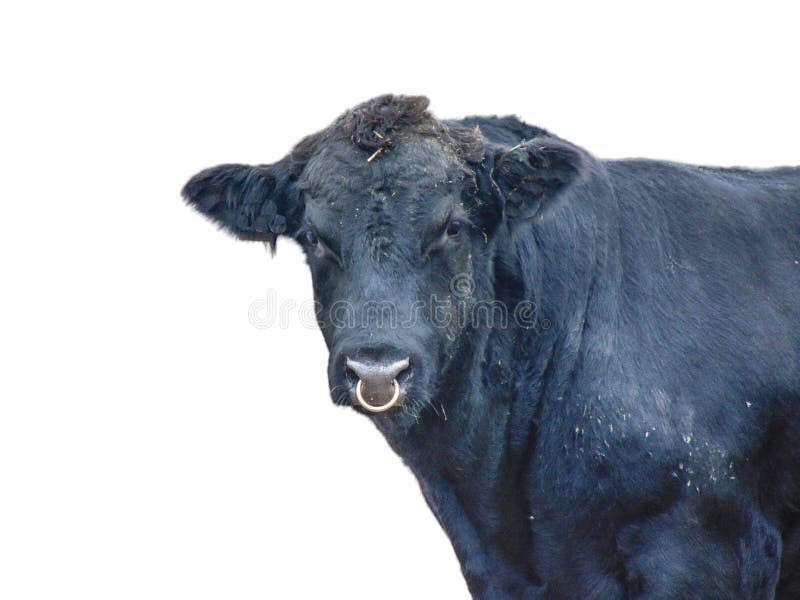 528 Black Angus Bull White Background Stock Photos - Free & Royalty ...