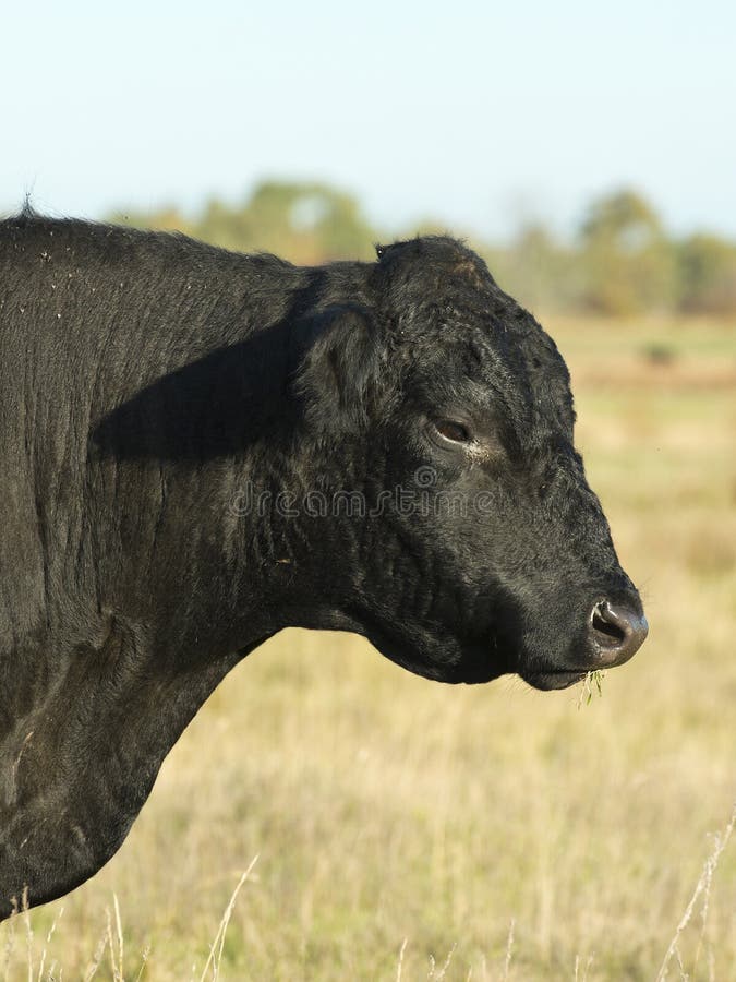 Angus Bull stock image. Image of large, beef, male, grass - 14277207
