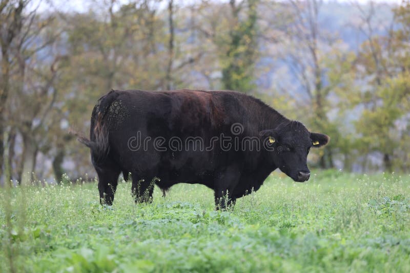 Black Angus Bull in a Meadow with Green Grass Stock Photo - Image of ...