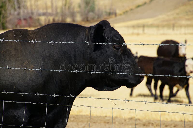 Black Angus bull stock image. Image of farm, steer, black - 308871765